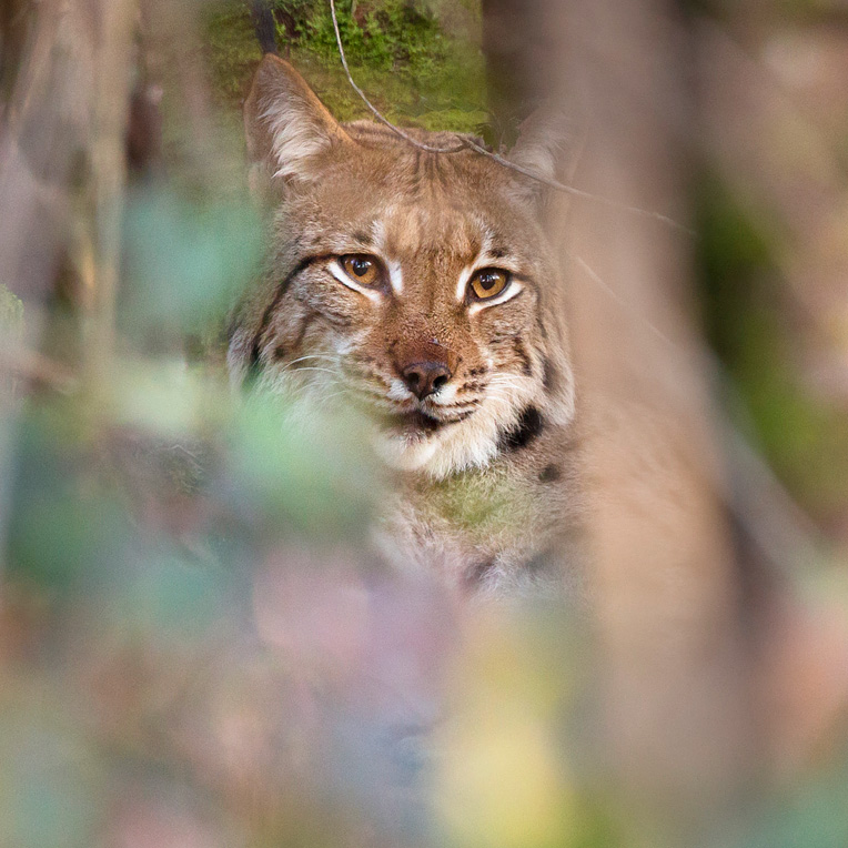 Lynx Boréal - Guillaume François - Photographe nature